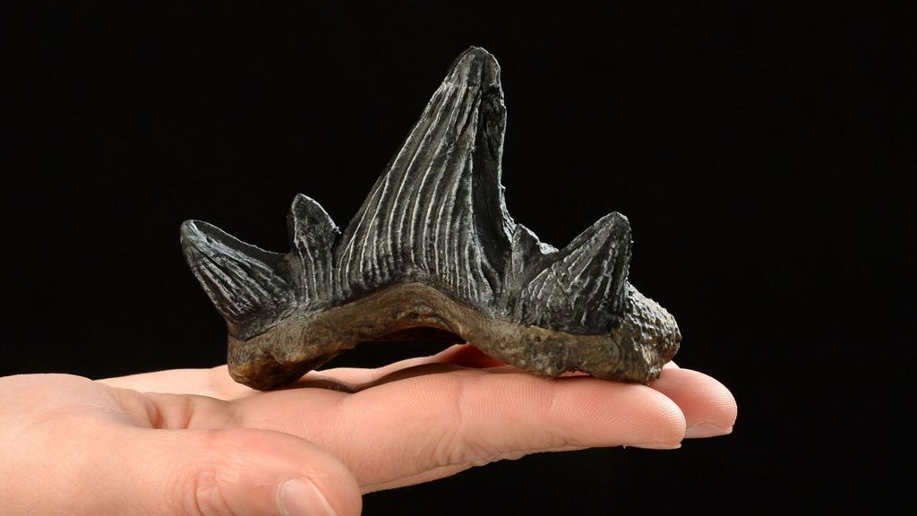 Jawsome: Scientists Reveal 325 Million-Year-Old Shark’s Tooth Is From A ...