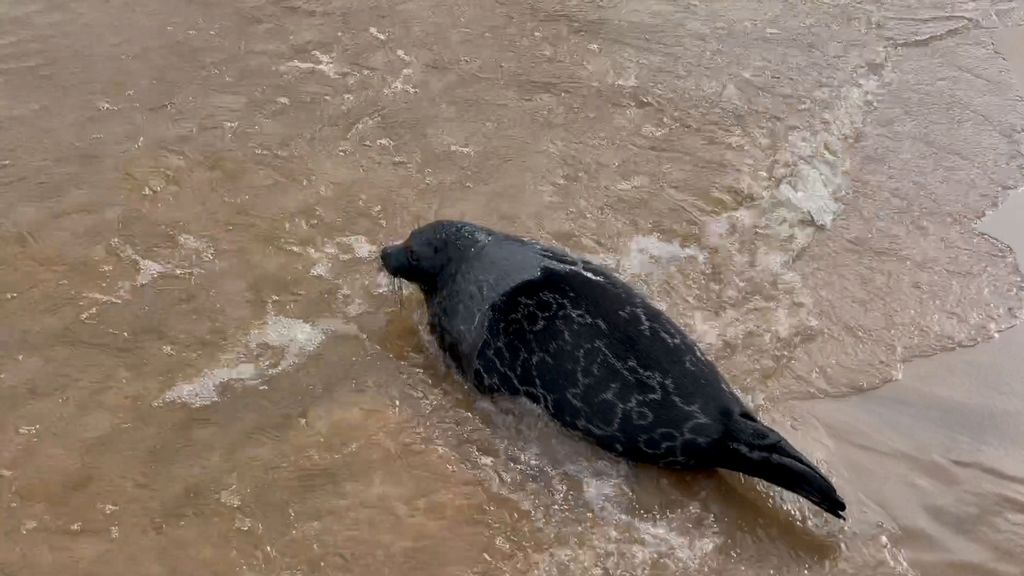 VIDEO: Seal Of Approval: 5 Ringed Seals Released Back Into The Wild In ...
